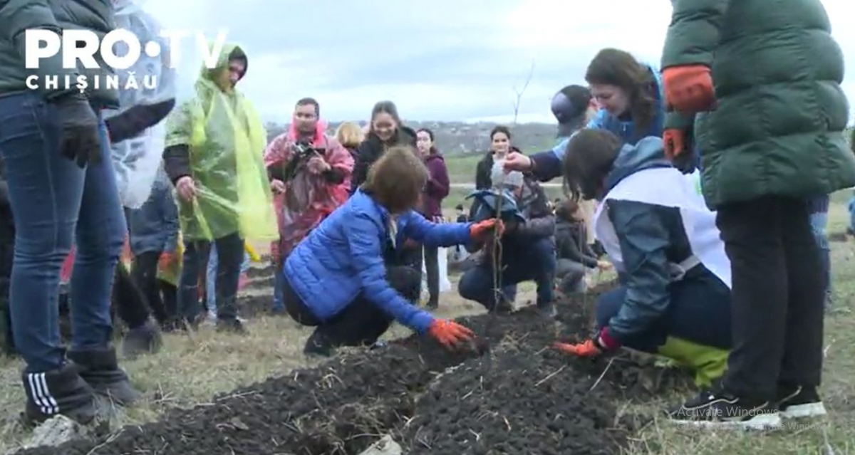Peste 1500 de copaci, plantati in comuna Cruzesti in semn de ...