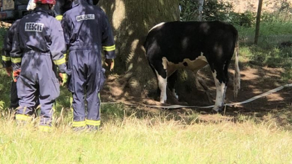 O vaca mai curioasa a ramas cu capul blocat intr-o scorbura de copac ...