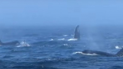 „A fost absolut incredibil". Imagini rare de la o confruntare intre mai ...