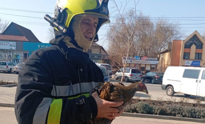 Misiune specială la Căușeni. Pompierii au salvat de la înălțime un pui ...