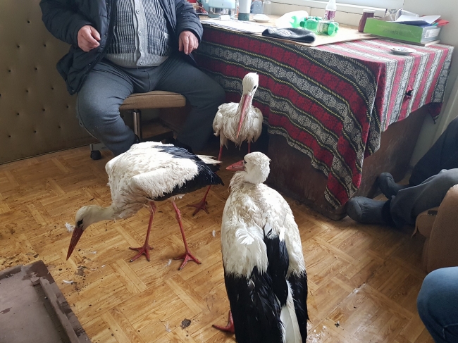 Dupa ce a vazut mai multi cocostarci care s-au intors din tarile calde ...