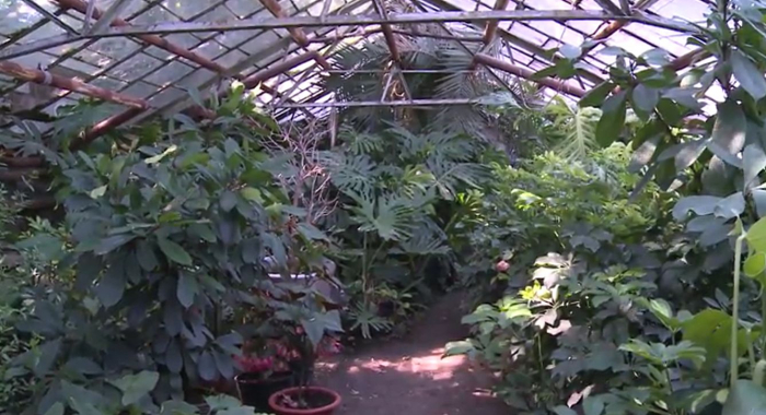 Copaci exotici, plante tropicale si flori de o frumusete rara – toate ...