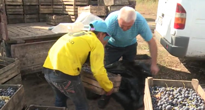 A fost forfota astazi la piata de struguri din capitala. Cumparatorii s ...