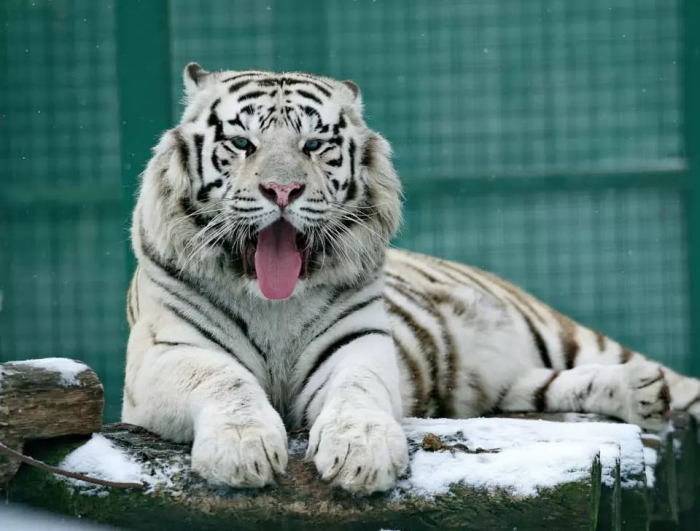 Animalele de la gradina zoologica din Harkov vor fi eutanasiate, dupa ... Animalele de la gradina zoologica din Harkov vor fi eutanasiate, dupa ...