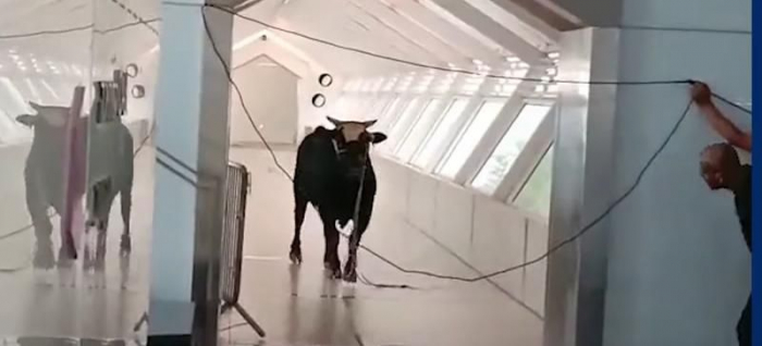 Imagini virale cu un taur care da buzna intr-o banca din Israel - VIDEO