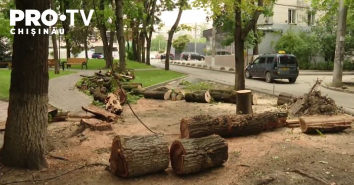 Afectata la fiecare furtuna de copaci batrani care se prabusesc peste ...