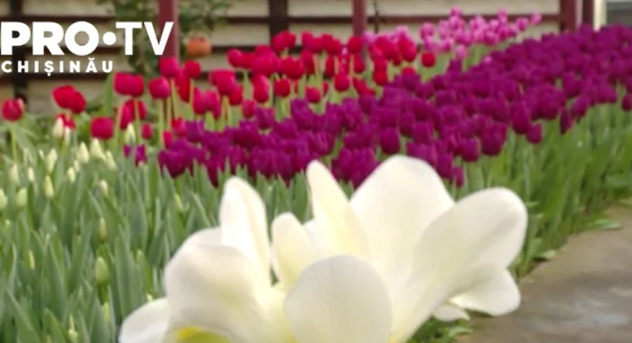 Spectacol de primavara. Primele flori au inflorit la Bardar, insa criza ...