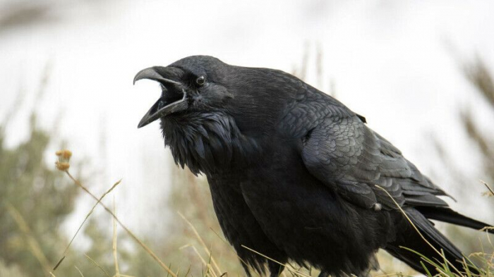 Cioara psihopata care ataca persoane cu parul lung. Localnic: „Ataca si ...