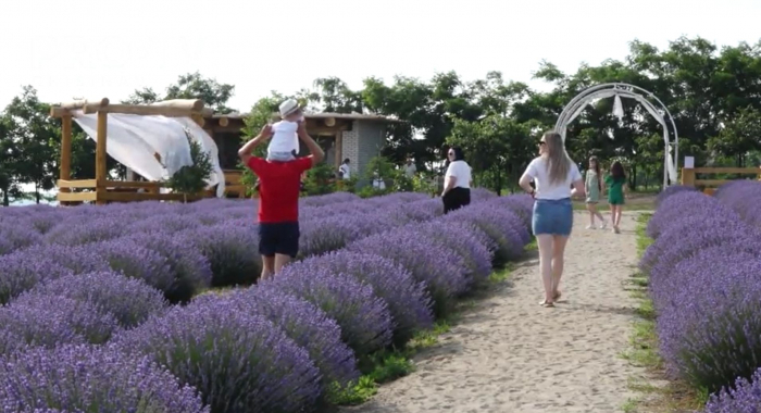 Lanurile inflorite de lavanda atrag zeci de turisti la Petrunea ...