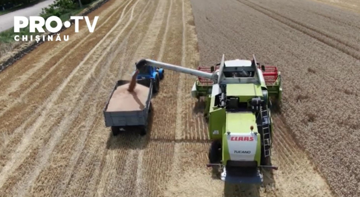 Recolta de grau imbelsugata nu ii prea bucura pe agricultorii. Ce ii ...