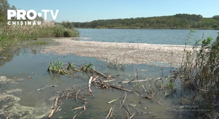 Autoritatile isi paseaza responsabilitatea, dupa ce mii de pesti au ...