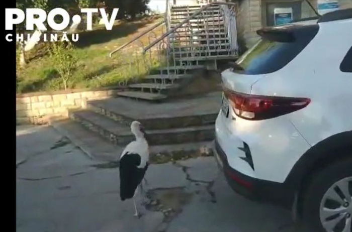 Un cocostarc - surprins plimbandu-se pe strazile din centrul orasului ...