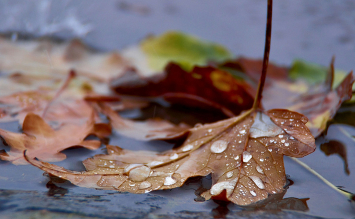 Ploi slabe si maxime de 15 grade in sudul tarii. Cum va fi vremea astazi, dar si in urmatoarele ...