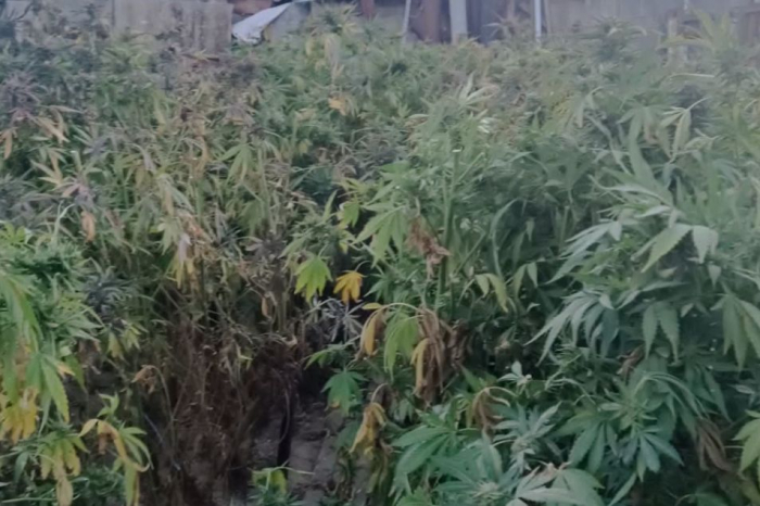 34 de kilograme de marijuana si zeci de plante de canepa in valoare de ...