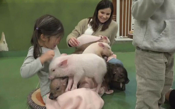 „Le place sa se relaxeze in bratele clientilor.” O cafenea cu purcelusi a fost deschisa in Tokyo