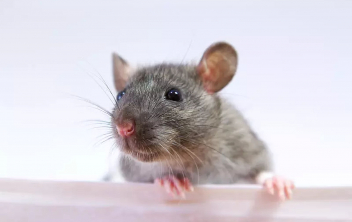 Companie aeriana nationala, sabotata de un sobolan. A tinut la sol timp ...