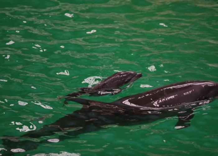 Primul pui de delfin nascut in captivitate in Romania, la Delfinariul ...