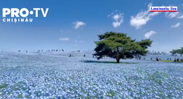 Paradisul florilor în Japonia. Nu departe de capitala Tokyo au înflorit ...