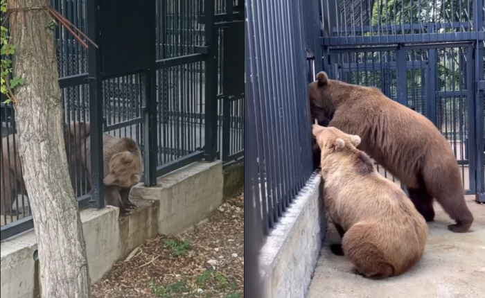 Grădina Zoologică din Chișinău s-a îmbogățit cu trei urși tineri ...