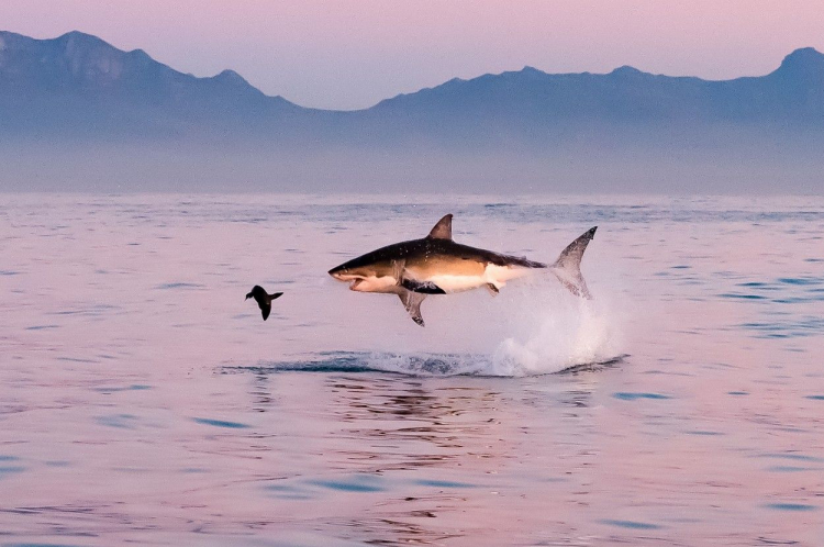 Momentul in care un pui de foca reuseste sa scape de un rechin urias ...