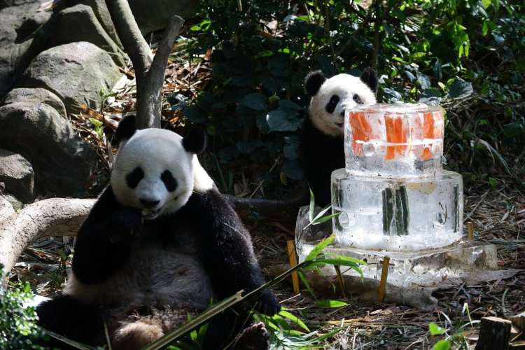 Imagini adorabile cu un pui de panda urias care si-a sarbatorit primul ...