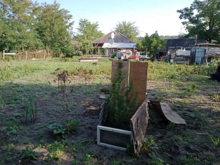 Mai multe plante de canape si mac - gasite in gospodariile a doi ...