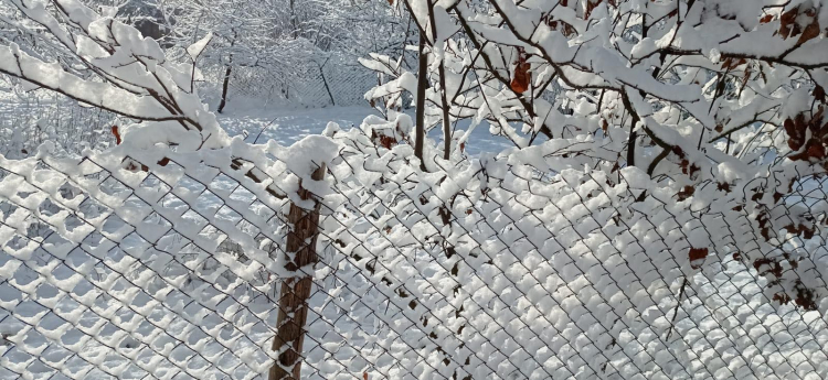 Imagini de poveste din nordul tarii. S-a asternut un strat de zapada de ...