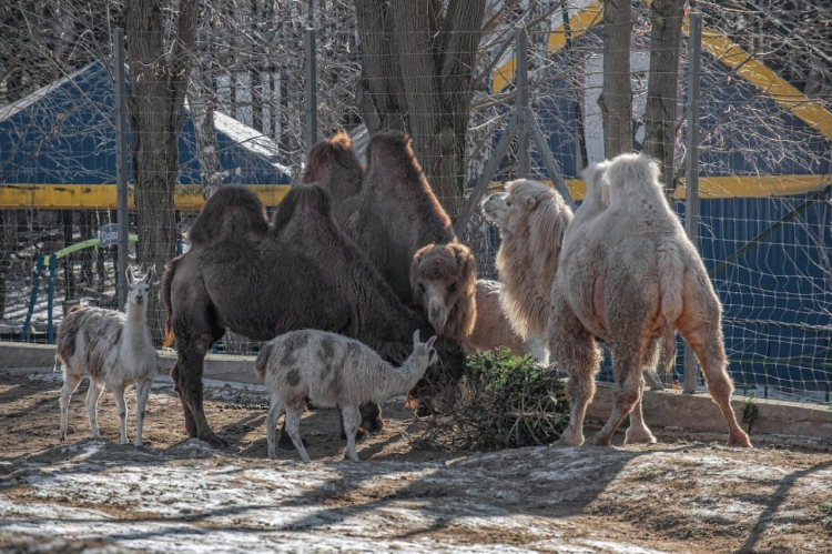 Gradina Zoologica din capitala implineste 45 de ani de la fondare ...