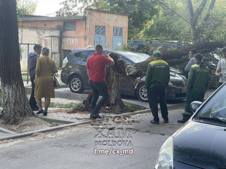 Un copac a cazut si a distrus mai multe masini parcate pe o strada din ...