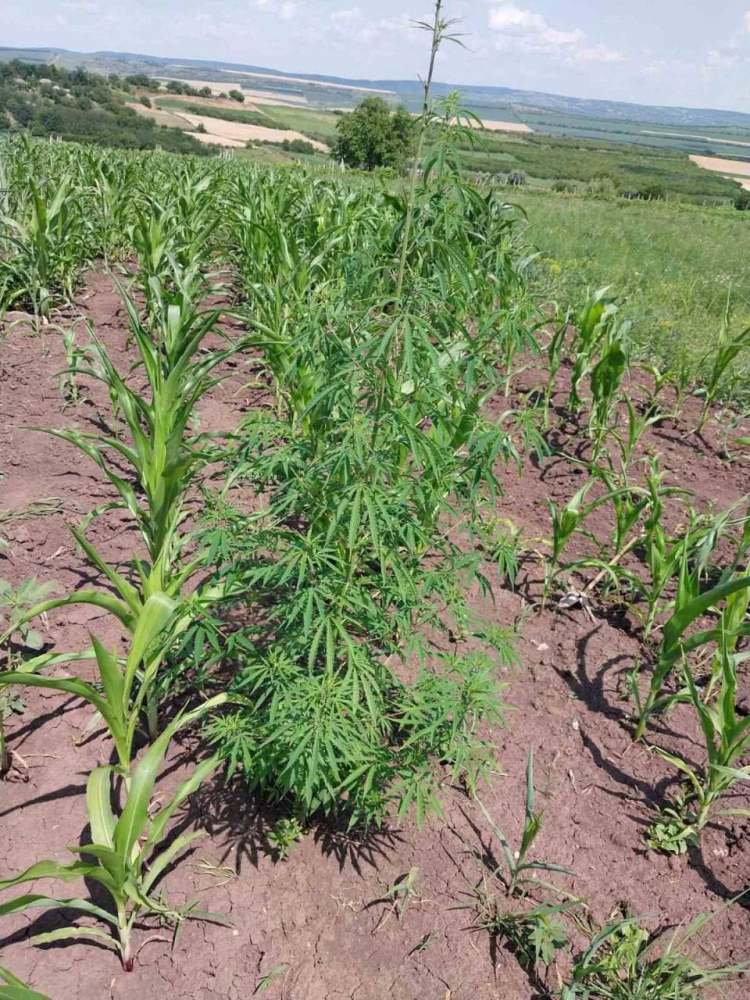 Sute de plante de canepa depistate in gospodaria unei femei - FOTO