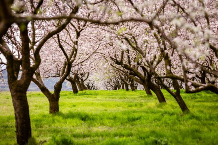 Istoria din spatele celei mai căutate livezi de migdali din Moldova ...
