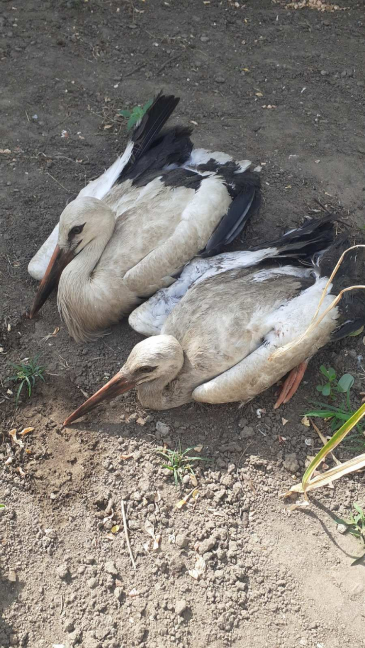 Patru pui de barză albă, care nu puteau zbura - salvați de inspectorii ...