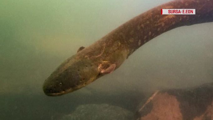 A fost descoperita o noua specie de peste. Genereaza soc electric cu ...