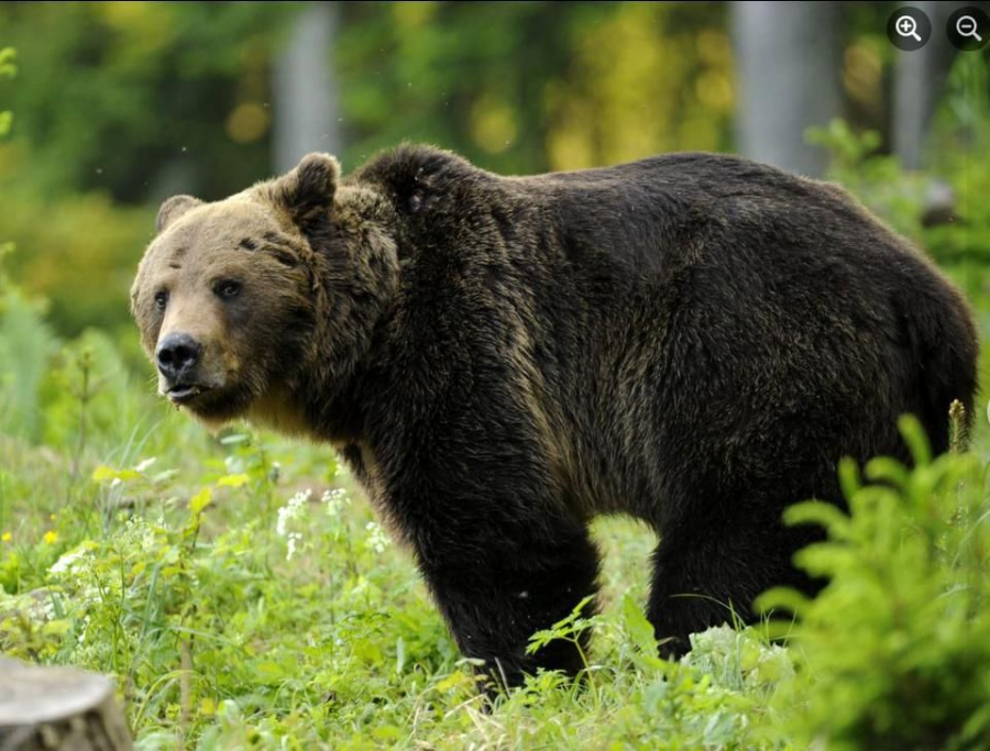 Barbat de 57 de ani, omorat de urs in Slovacia. Primul astfel de atac ...
