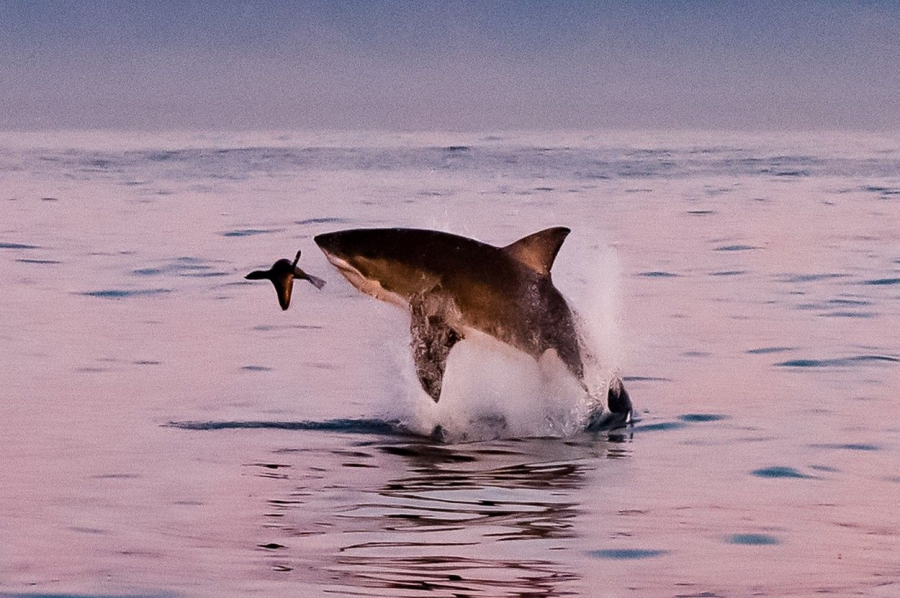 Momentul in care un pui de foca reuseste sa scape de un rechin urias ...
