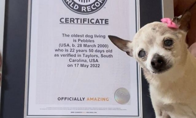 Este cel mai batran caine din lume si a intrat in Cartea Recordurilor ...