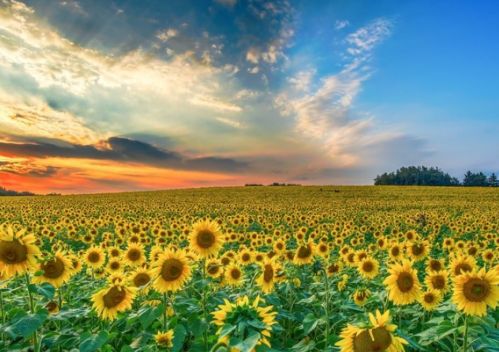 Ploi in nordul tarii. Cum va fi vremea astazi, dar si in urmatoarele zile. Prognoza meteo - FOTO