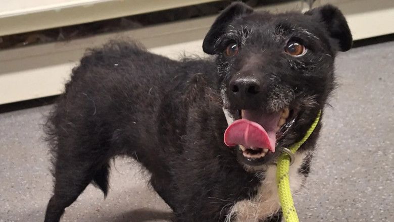 Un catel disparut in urma cu 7 ani ani a supravietuit, in tot acest ...